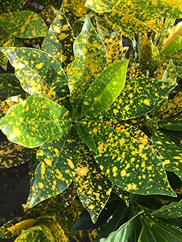 Buy HERBALISM Codiaeum Variegatum Aucubaefolia Live Plant Online - Get ...