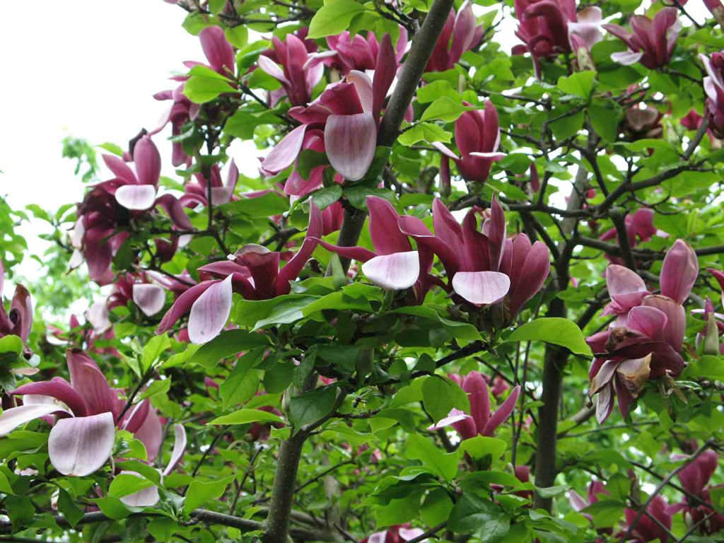 Buy HERBALISM Garden Red Magnolia Denudata Tree Seeds Lawn Courtyard ...