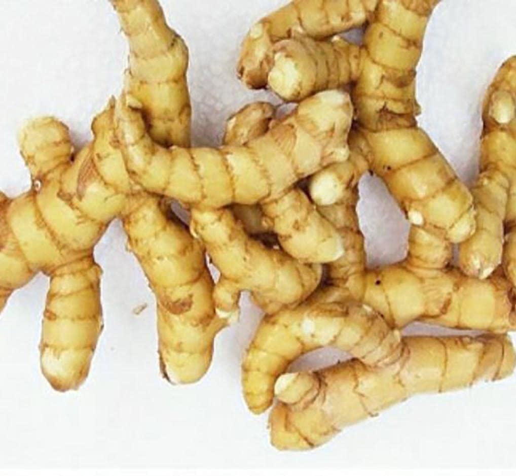 Buy HERBALISM Original kerala Ginger Plant Rhizomes (Curcuma longa ...