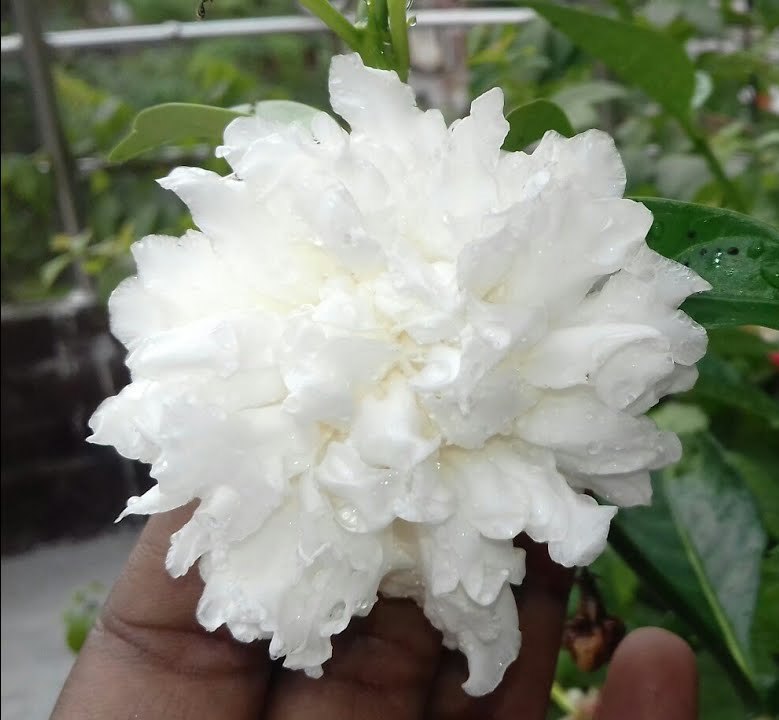 Buy DAIVISH Double Chandni / Jasmine Beautiful White Flower Plant ...
