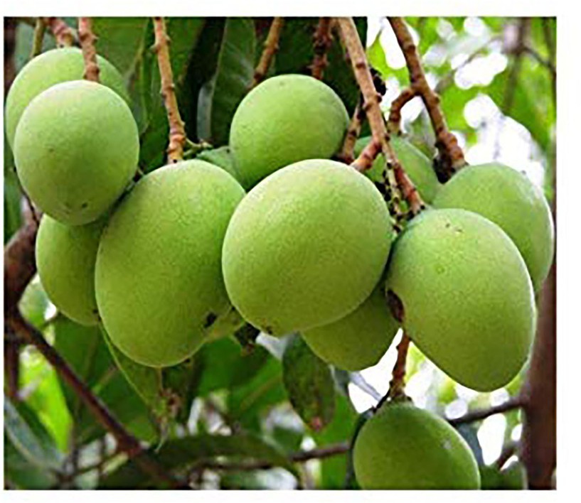 Buy Garden's Live Mango All Season/Aam Baramasi Dwarf Grafted Fruit ...