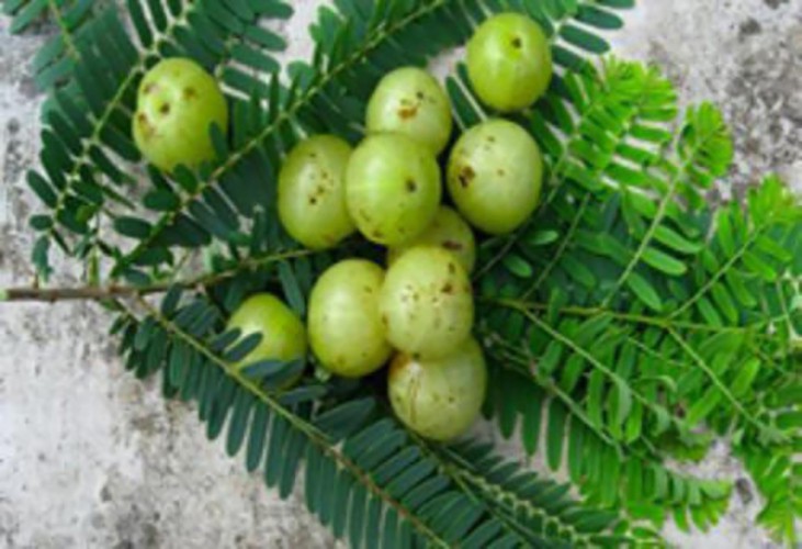 Buy High Yield Rare Phyllanthus Emblica Indian Gooseberry Nelli" Amla ...