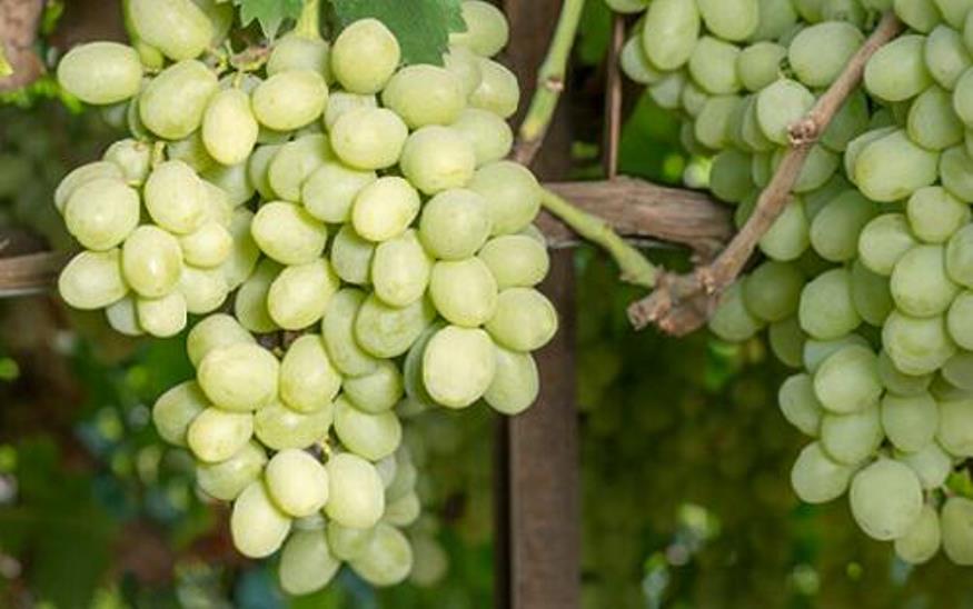 Buy DAIVISH Live Grape Dilkhush Fruit Plant For Gardening - Healthy ...