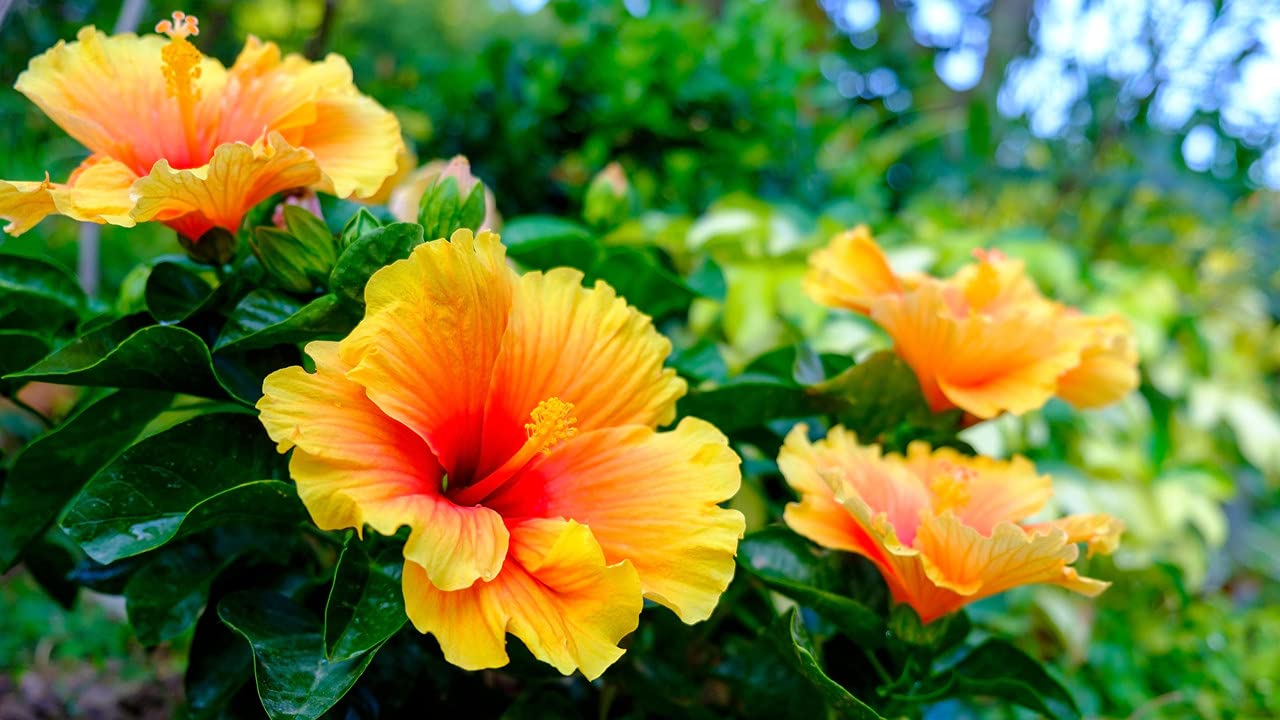 Buy HERBALISM Hibiscus Rosa sinensis Koenig Flowers Live Plant Online 
