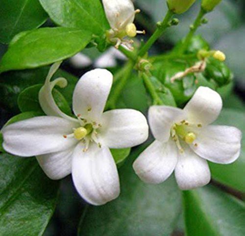 Buy Your Garden Kamini Plant-Madhukamini Live Plant 1 Healthy Live ...