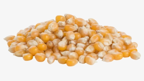 Buy Popcorn Kernal Seeds/ Unpopped Popcorn - 100g at shopclues.com