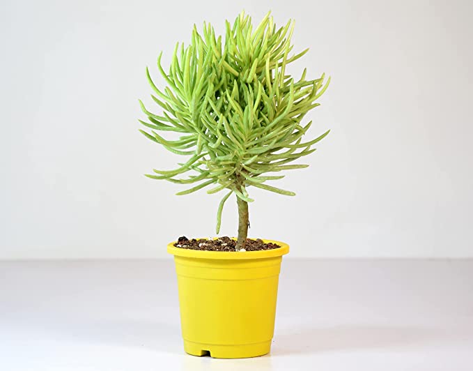 Buy Bush Senecio, Senecio Barbertonicus, Finger-leaved Senecio, Lemon ...