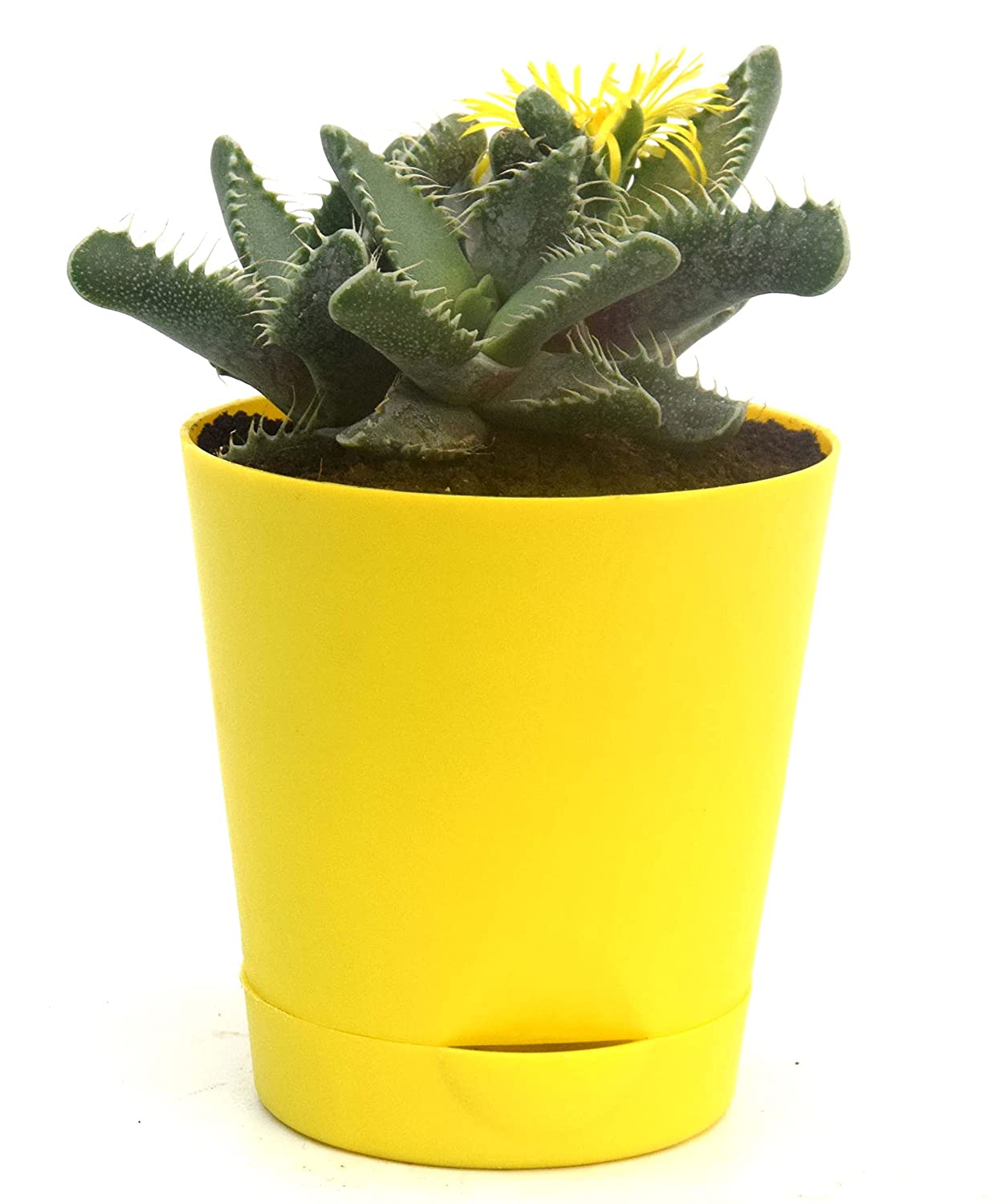 Buy Faucaria Tigrina Tiger Jaws, Shark jaws Succulent Live Plant in ...