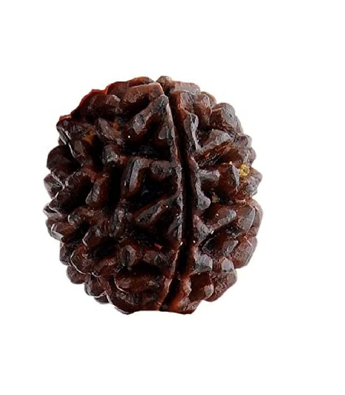 Buy Original 1 Mukhi Gol Dana Rudraksh One Face Round Rudraksha by Lab ...