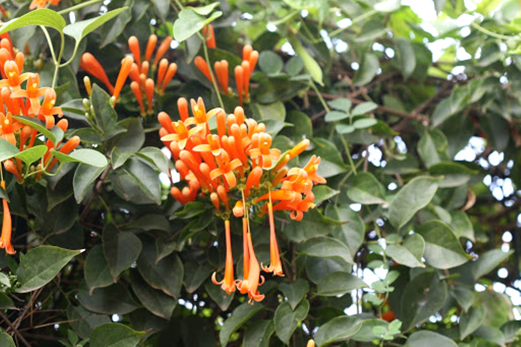 Buy Plantzoin Flame vine Orange bignonia Pyrostegia venusta Bignonia ...