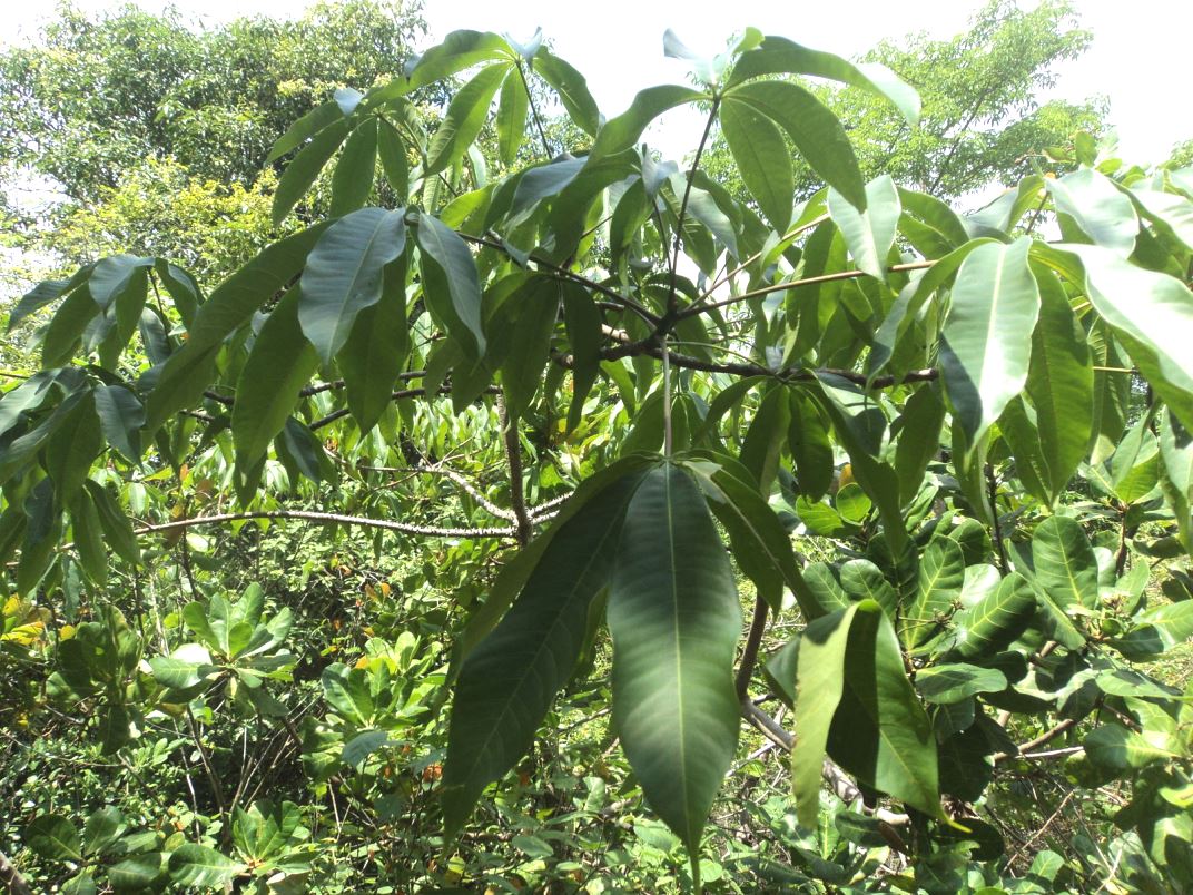 Buy Plantzoin Silk cotton tree Semal Bombax ceiba Simili Live Plant ...