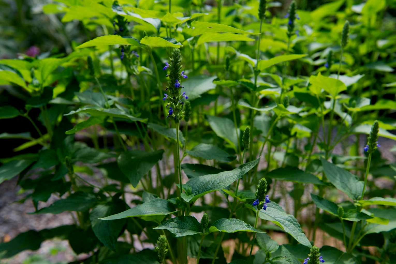 Buy Plantzoin Salvia Chia Salvia hispanica Nanda baguli Live Plant ...