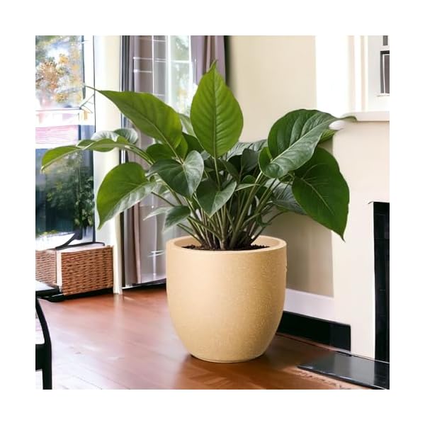 Buy De Gardenia FOXB PCUP Pots for Plants Durable Lightweight Indoor ...