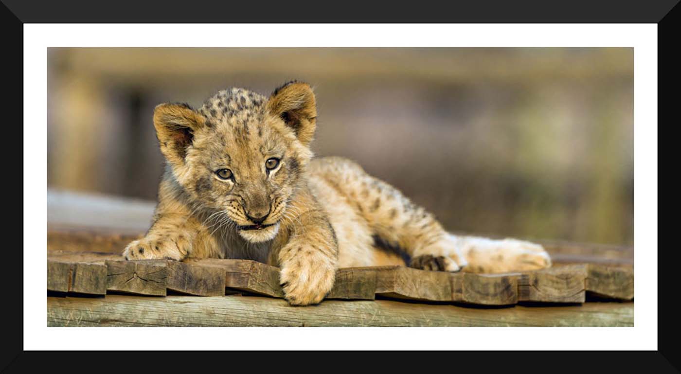 Buy Tallenge - Playful Cute Cub - Medium Size Ready To Hang Framed ...