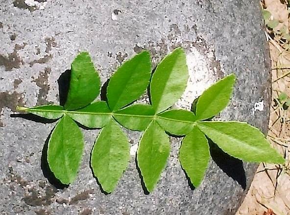 Buy maha vilvam plant seeds Online @ ₹499 from ShopClues