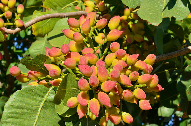 Buy LIVE PISTA FRUIT PLANT - Indian Pistachio Fruit Plant -( 4 Healthy ...