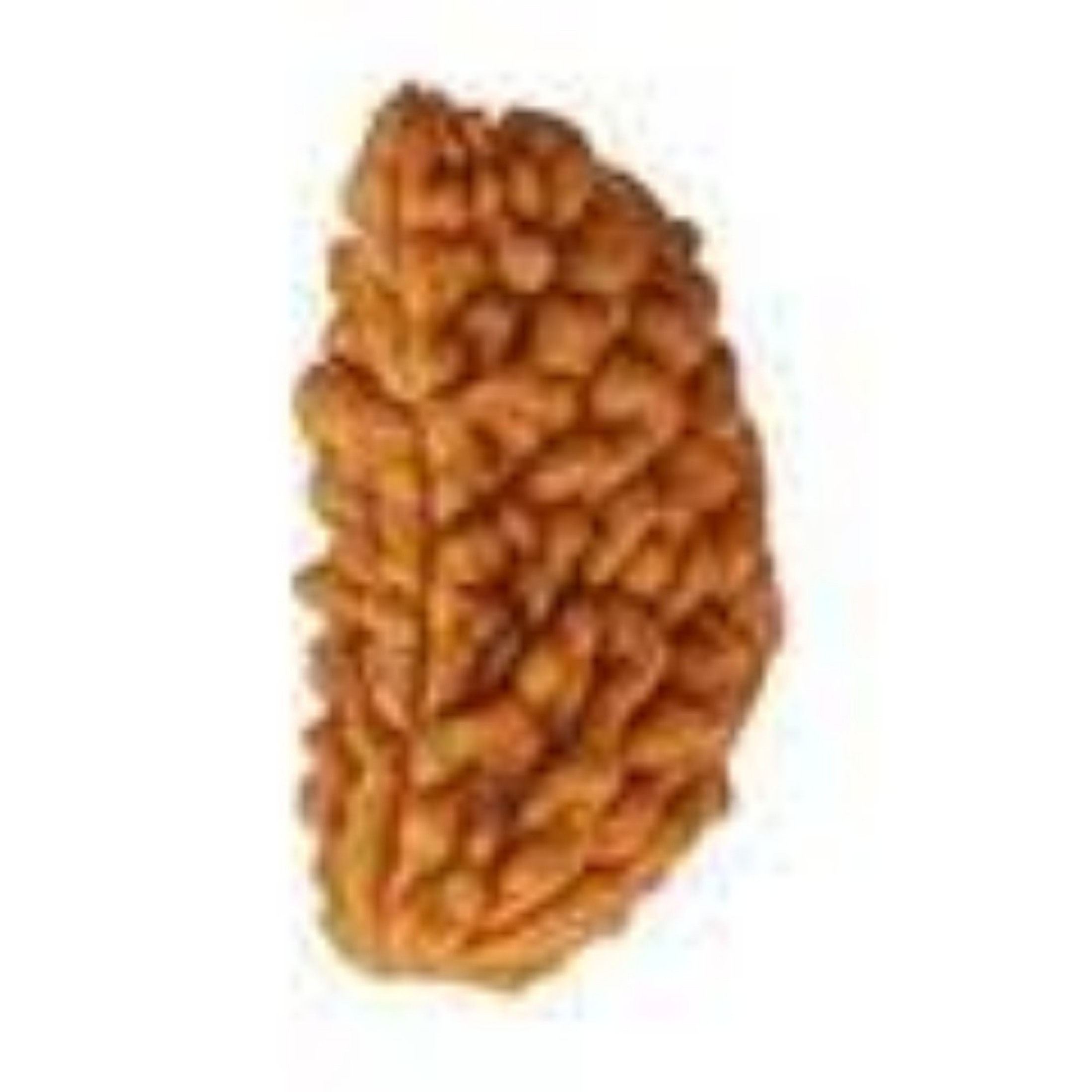 Buy 100 Original One Face Rudraksha ( 1 Mukhi Rudraksh ) 20 M.M With ...