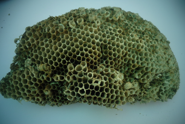 Buy Yellow bee nest ( size 5x6.5) Tattaiya ka chatta / Yellow bee hive ...