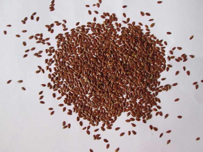 Buy Vinarghya Jawas Javas Flax Seed Alasi Alsi Seed Linseed Linum Seed ...