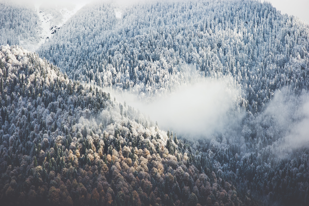 Buy awesone upper view of snow covered tree |Sticker Paper Poster ...