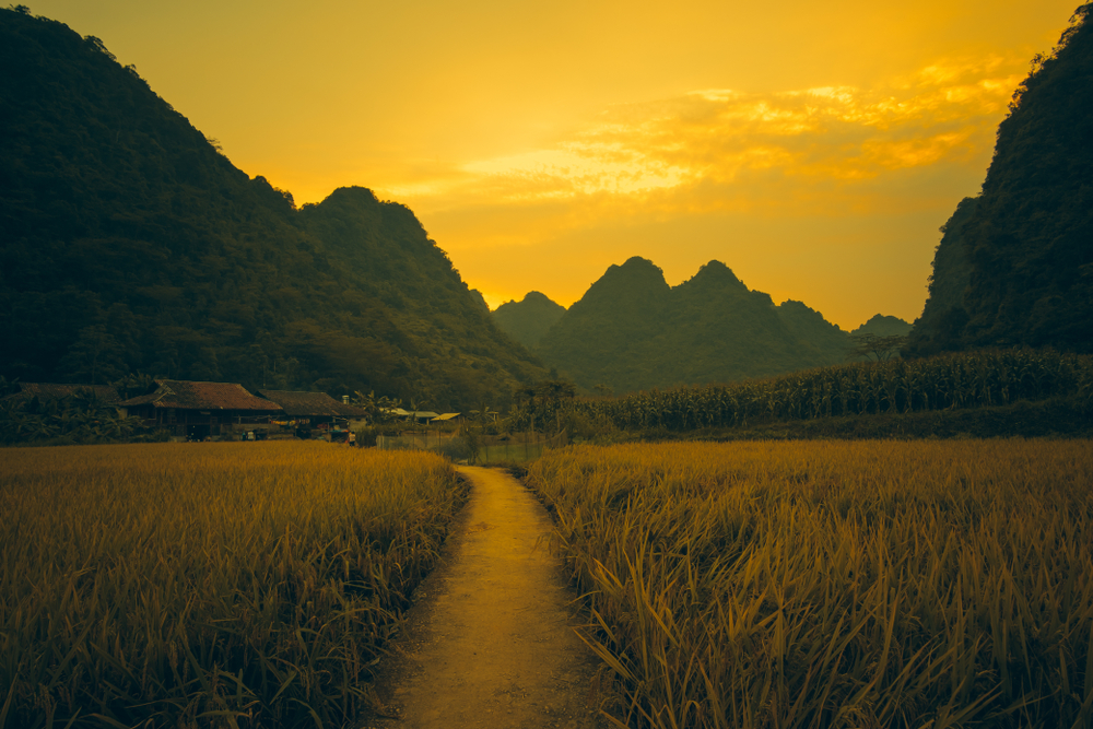 Buy amazing field scene |Sticker Paper Poster, 12x18 Inch Online @ ₹299 ...