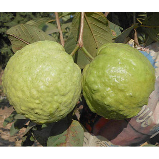 Buy Plant House Live Thai Kg Big Guava/Amrood Fruit Plant With Pot ...