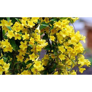 Buy Plant House Live Yellow Jasmine/Pili Chameli Flower Plant with Pot ...