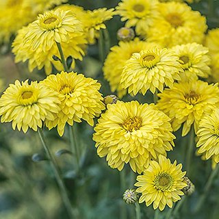 Buy Plant House Live Yellow Guldavari/Chrysanthemum Beautiful Flower ...