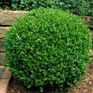 Buy Enarmi Live Plant Online @ ₹249 from ShopClues