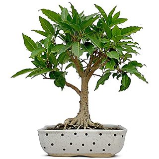 Buy Plant House Live Pilkhan Bonsai Plant With Pot - Healthy Plant ...