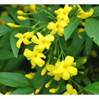 Buy Plantogallery Live Yellow Jasmine - Chameli Aromatic Flower Plant ...