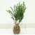 Buy Plantogallery Live Kokedama/Moss Ball Kufiya/Kufia/Cuphea ...