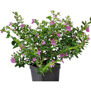 Buy Plant House Live Kufia/Kufiya Pink Flower Attractive Flower Plant ...