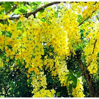 Buy Plant House Live Amaltas Medicinal Flower Plant, Cassia fistula, Golden shower tree, 1 ...
