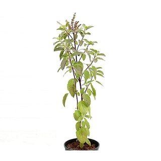 Buy Plant House Live Tulsi, Shyama Tulsi, Krishna Tulsi, Basil, Tulsa ...