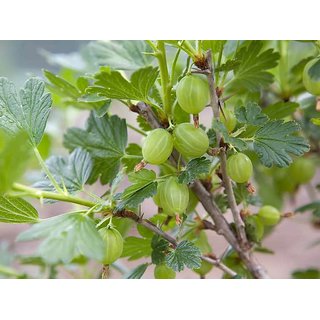 Buy ENORME Rare Exotic Tropical Giant Gooseberry Extra Large Fruit ...