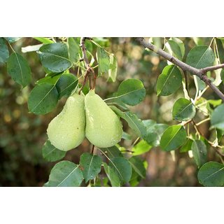 Buy ENORME Farmer Herbal Plants For Growing - Himalayan Pear Kitchen ...