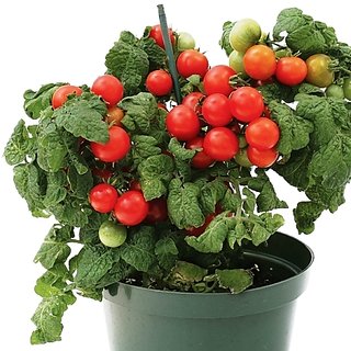 Buy ENORME arden Fruit Plant, Rare and Deliciou 200 Pcs Seeds Edible ...