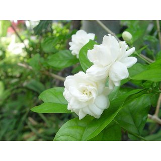 Buy Saraswati Gardens Rare Grafted White Arabic Jasmine (Kutti Mulla ...