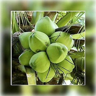 Buy Saraswati Gardens RARE COCONUT LIVE PLANT - RARE"GREEN MALAYAN ...