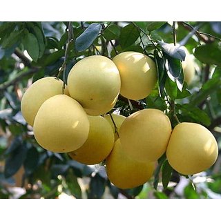 Buy Live Dwarf Pomelo Citrus Fruit Plant With Plastic Bag Online @ ₹729 ...