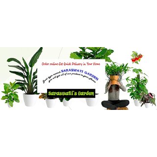 Buy Rare Azadirachta Indica Aryaveppu Neem med icinal Plant (1 Healthy ...