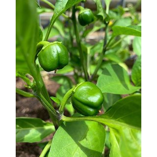 Buy Green Capsicum Vegetables Hybrid Seeds - 100 Seeds Pack Online ...