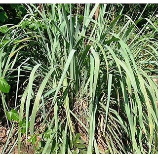 Buy Plant House Live Raj Mohini Plant - Mohini Jadi Plant - Vashikaran ...