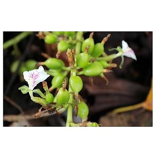 Buy Plant House Live Choti Elaichi Vegetable Plant With Pot - Healthy ...