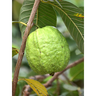 Buy INFINITE GREEN Live Thai KG Big Guava/Amrood/Amrud Fruit Plant ...