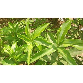 Buy Costus Igneus Insulin Live Plant Pack of 3 Live Plants Online ...