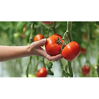 Buy Vegetable Seeds Rare Dwarf Red Sun Sugar Cherry Tomato Vegetable ...