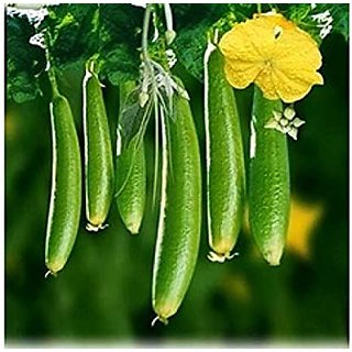 Buy Vegetable seeds Hybrid Vegetable Seeds Sponge Gourd Peechinga ...