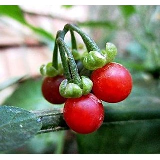 Buy Earth Angels LiveRed Solanum NigrumLal Makoi Medicinal Plant With ...